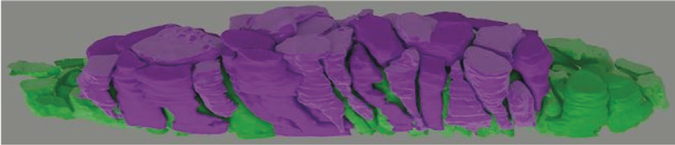 A sheath of motile cells supports collective migration in of the ...