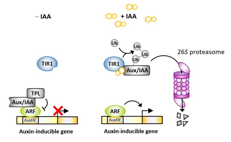Direct ETTIN-auxin interaction controls chromatin state in gynoecium ...