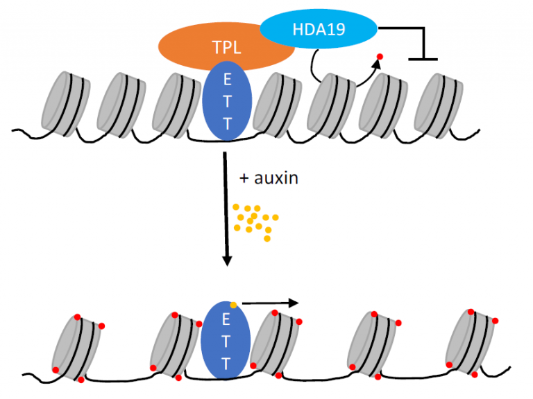 Direct ETTIN-auxin interaction controls chromatin state in gynoecium ...