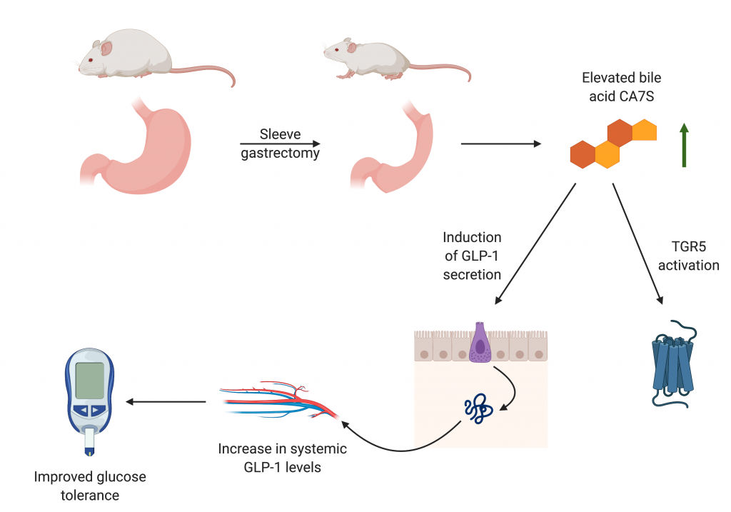 Bariatric surgery reveals a gut-restricted TGR5 agonist that exhibits ...
