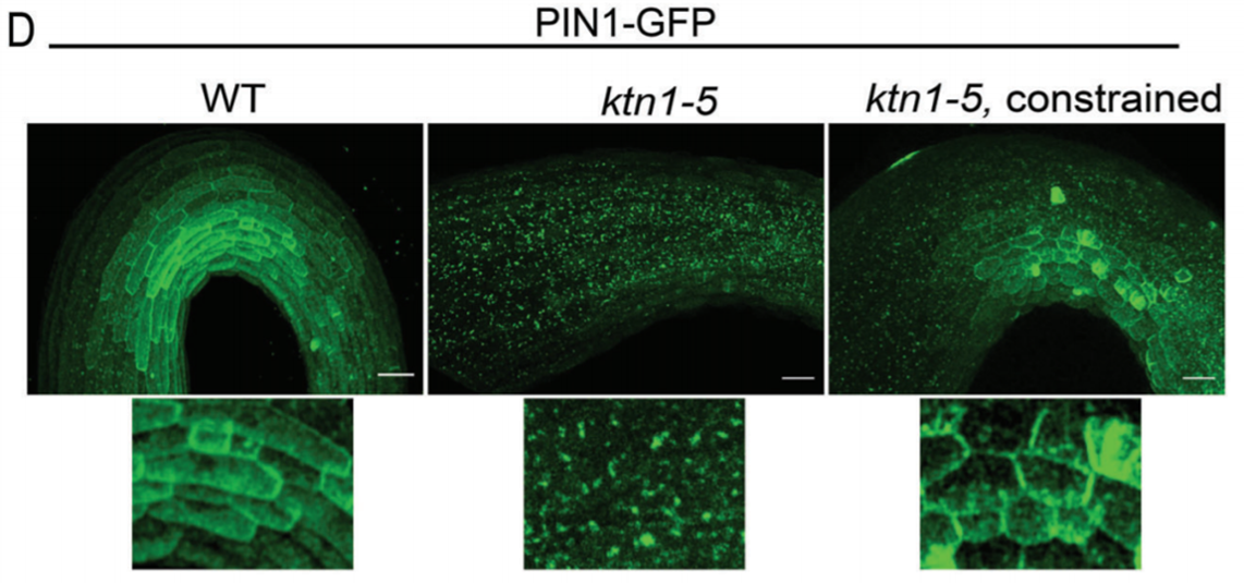 External mechanical cues reveal core molecular pathway behind tissue ...