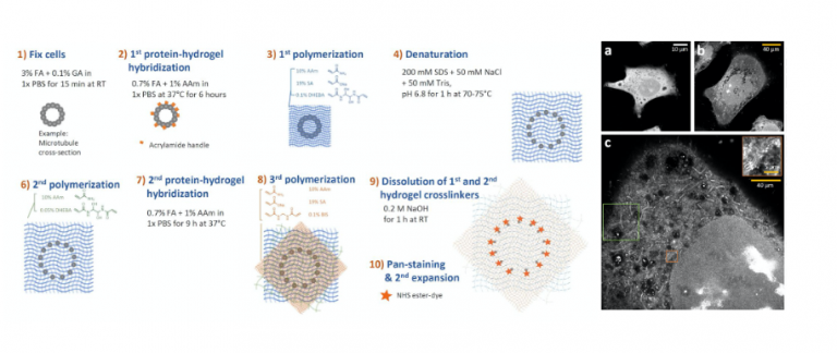 Light microscopy of proteins in their ultrastructural context - preLights