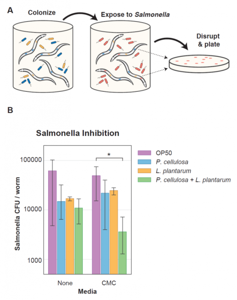 Colonization with heterologous bacteria reprograms a Caenorhabditis ...