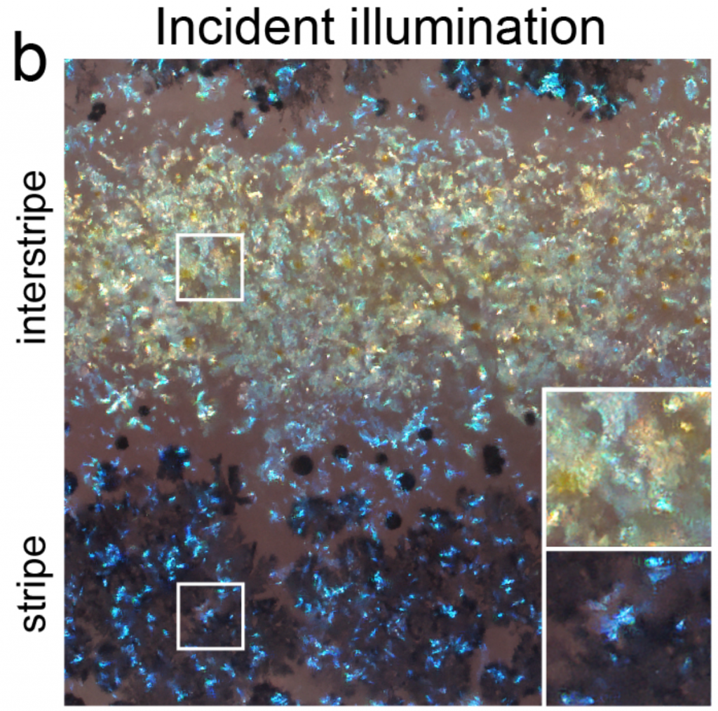In situ differentiation of iridophore crystallotypes underlies ...