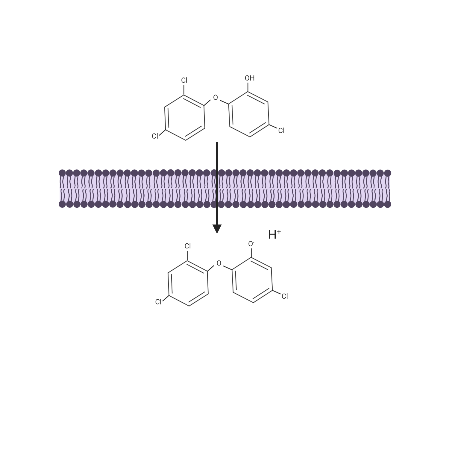 protonophore - preLights