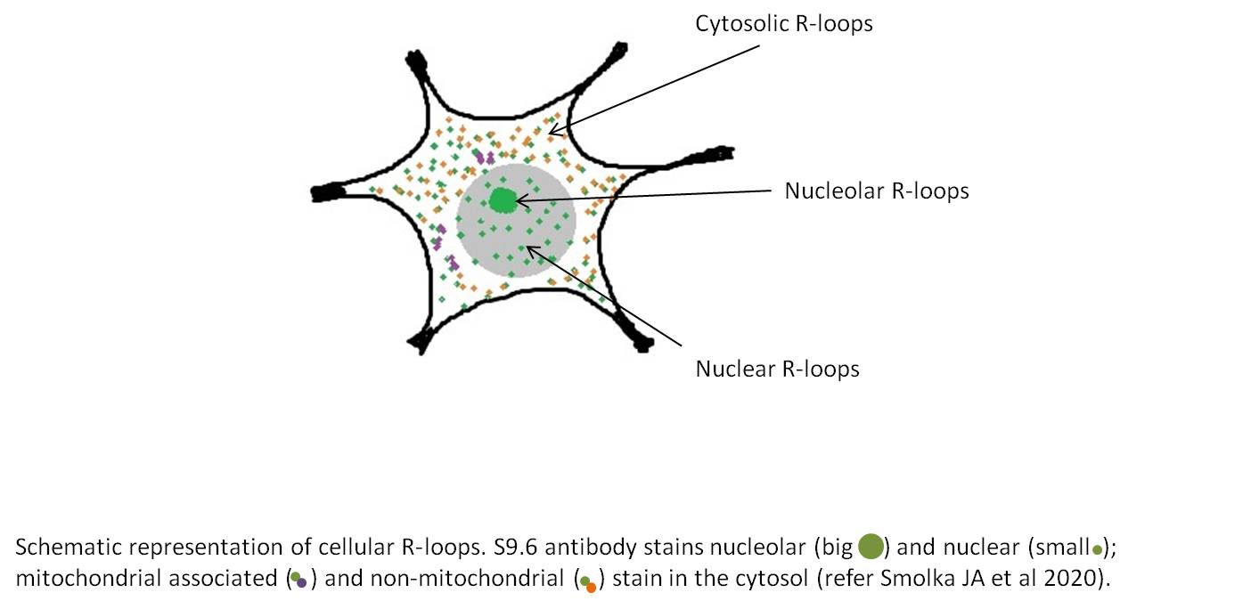 Recognition of cellular RNAs by the S9.6 antibody creates pervasive ...