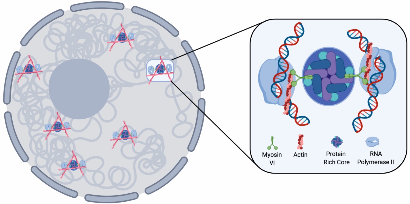 Nuclear myosin VI regulates the spatial organization of mammalian ...