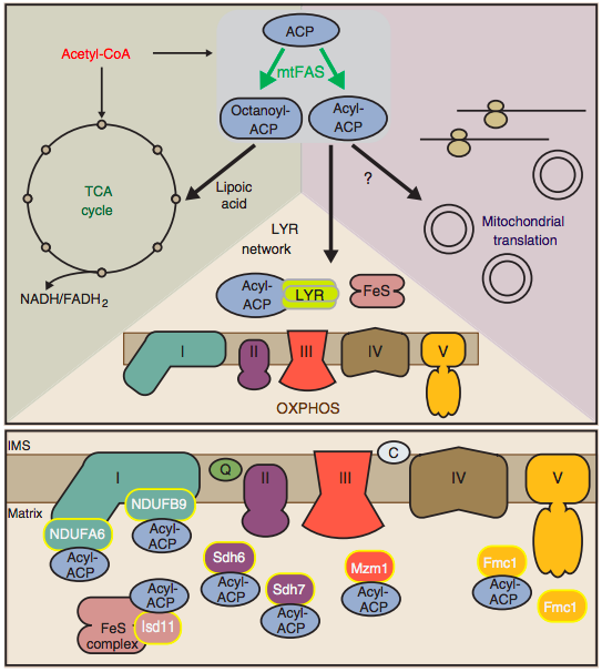 Mitochondrial fatty acid synthesis coordinates mitochondrial oxidative ...