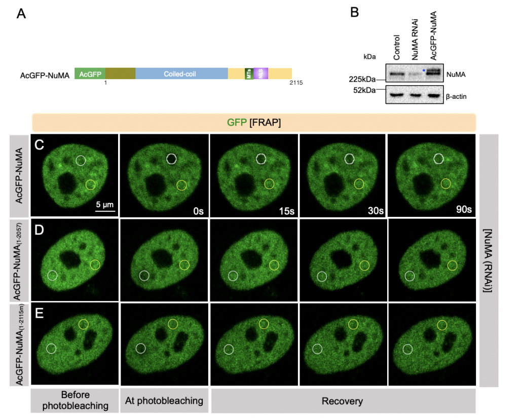 The mitotic protein NuMA plays a spindle-independent role in nuclear ...