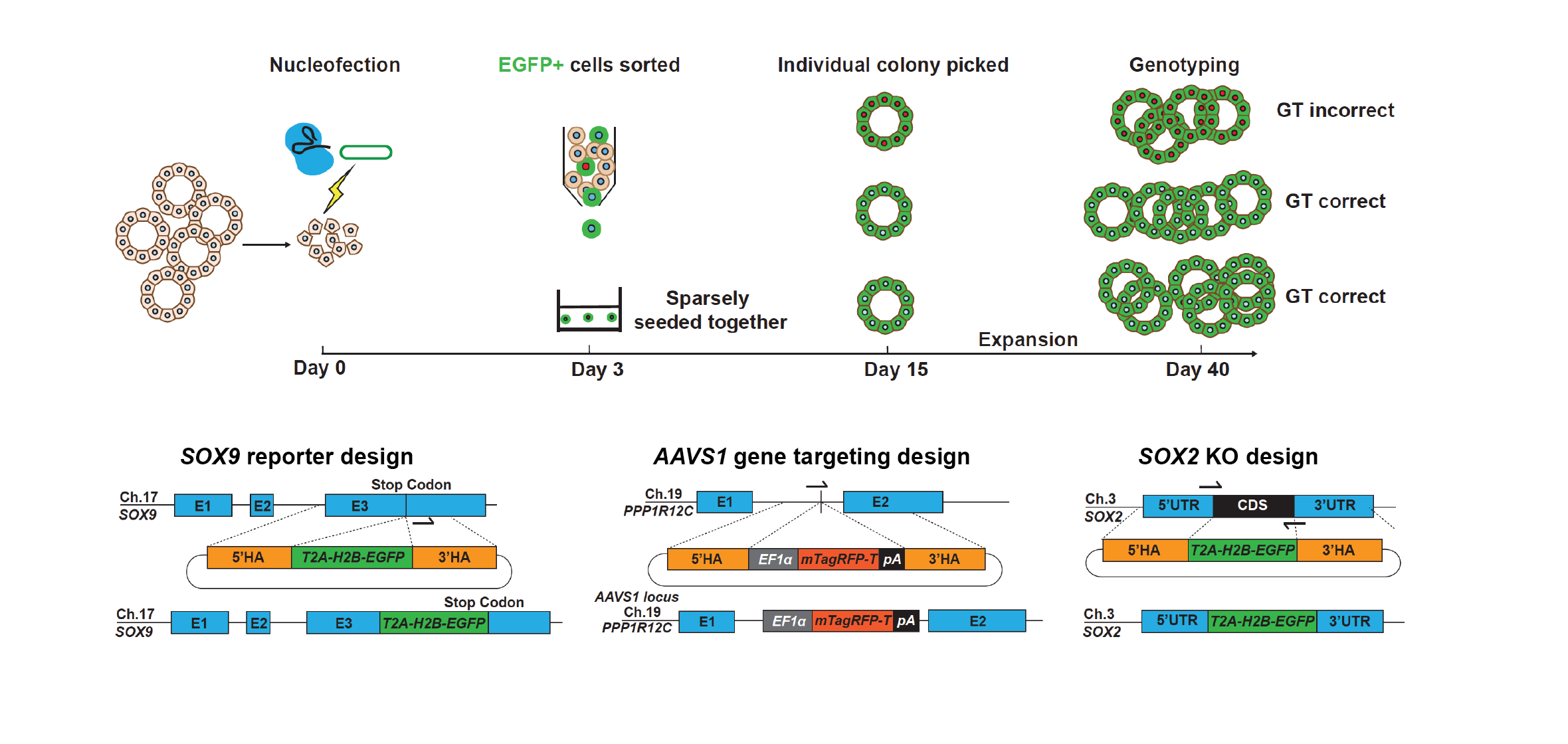 Organoid Easytag: an efficient workflow for gene targeting in human ...
