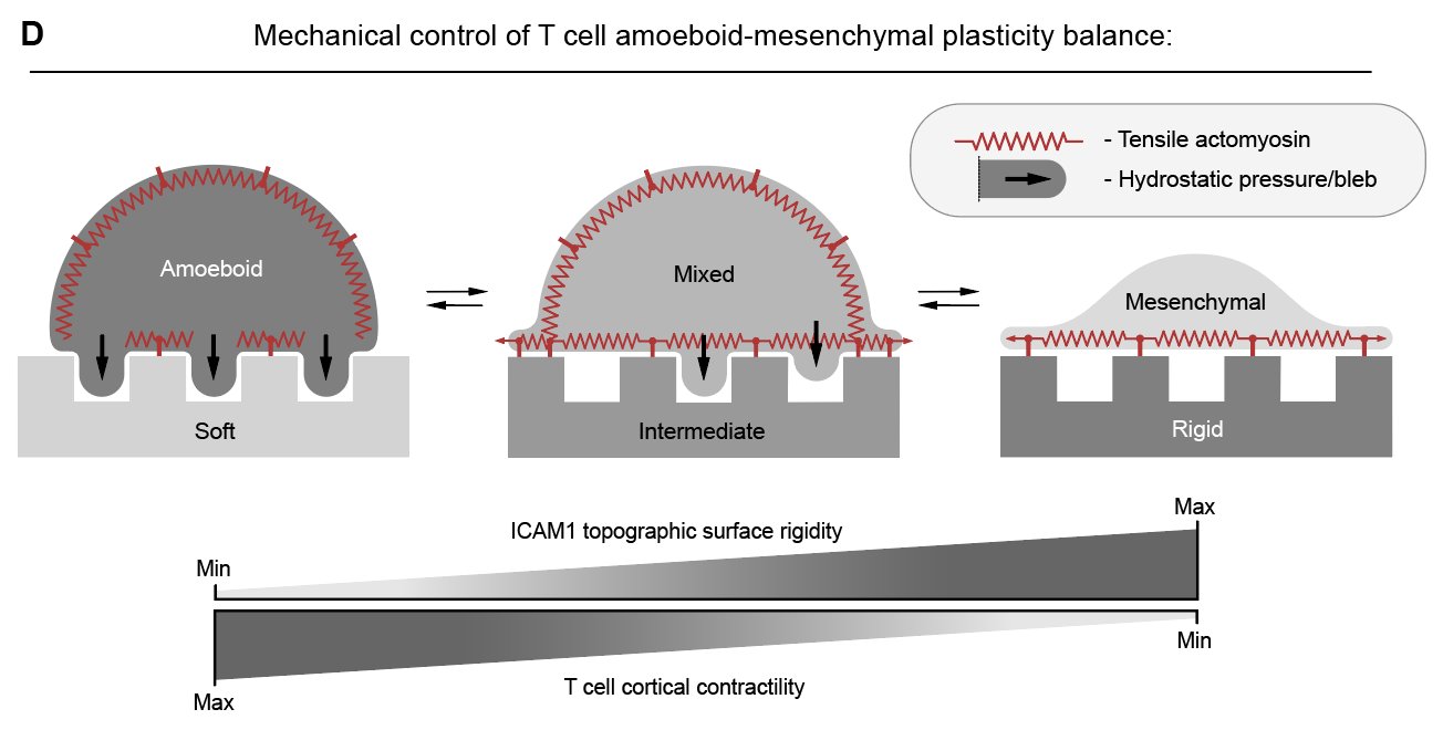 Engineering T cells to enhance 3D migration through structurally and ...