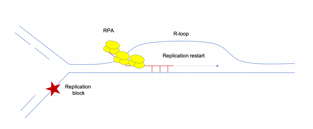 Replication protein A binds RNA and promotes R-loop formation - preLights