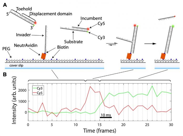 First passage time study of DNA strand displacement - preLights