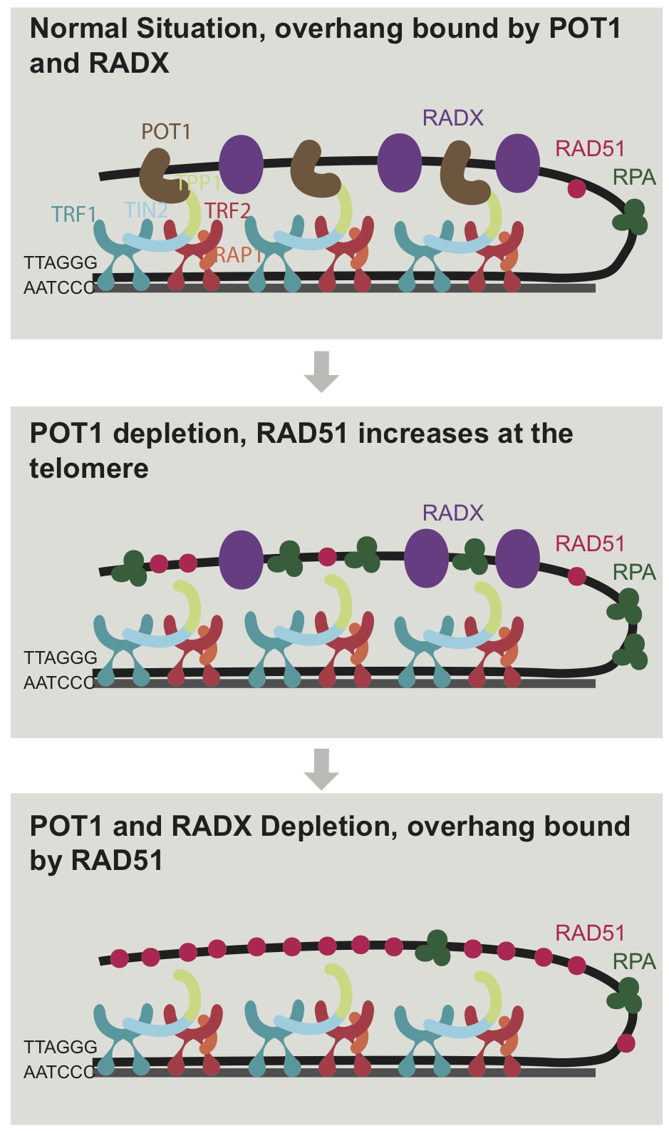 RADX Sustains POT1 Function at Telomeres to Counteract RAD51 Binding ...