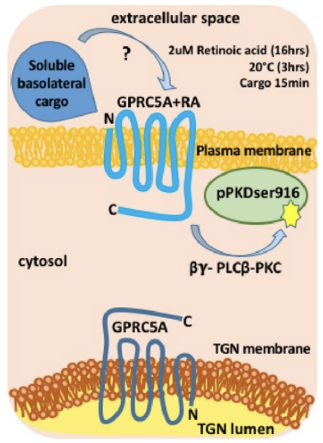 Autoregulatory circuit regulating basolateral cargo export from the TGN ...