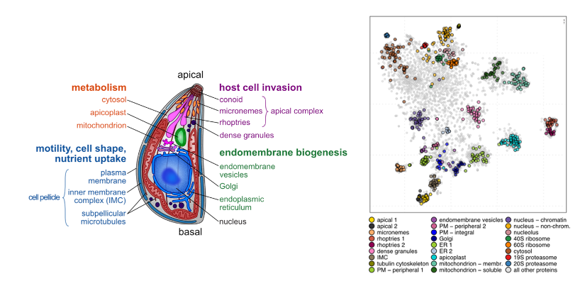 Figure S1 Subcellular Localization Of Cell Organelles In