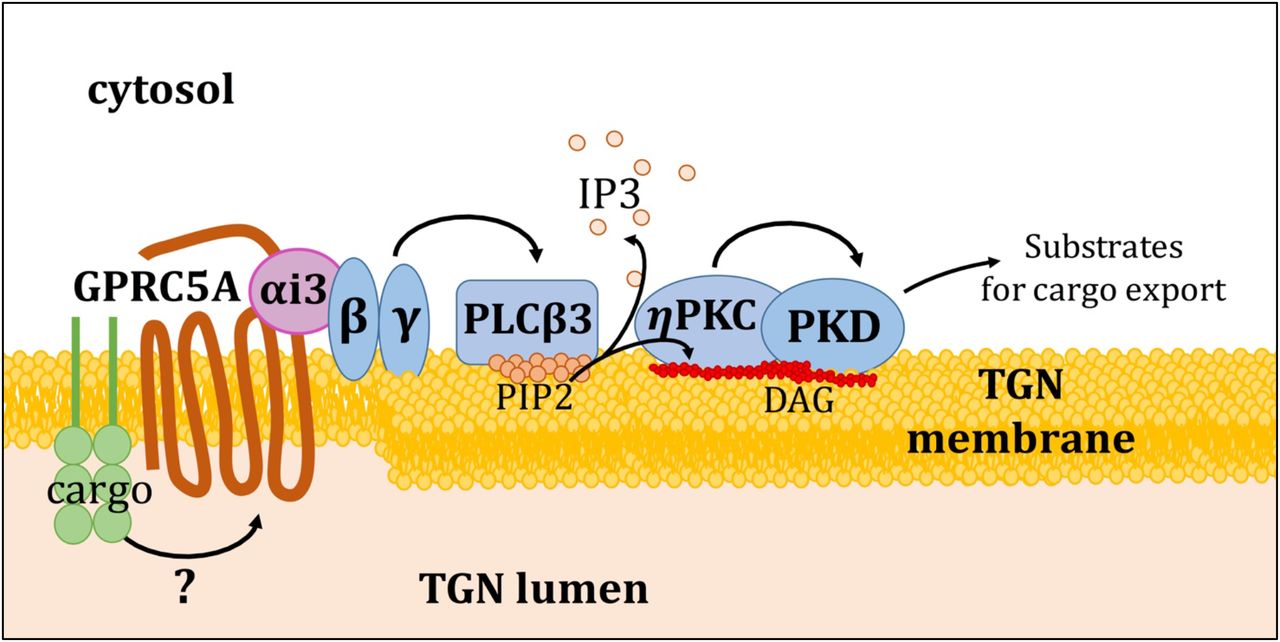 Autoregulatory circuit regulating basolateral cargo export from the TGN ...