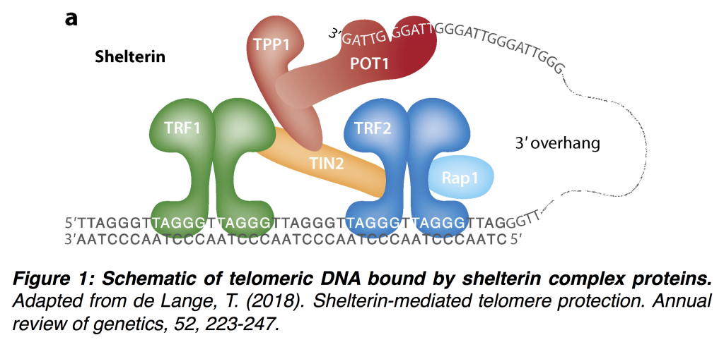 RADX Sustains POT1 Function at Telomeres to Counteract RAD51 Binding ...