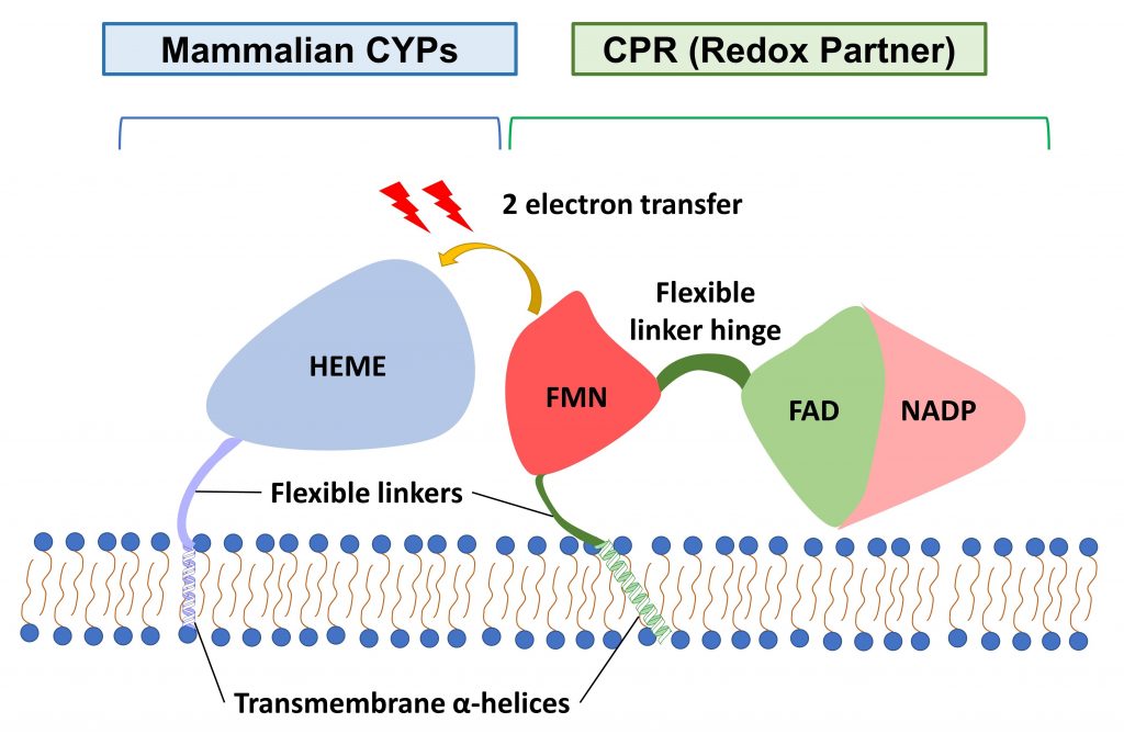 Electron Transfer from Cytochrome P450 Reductase to Cytochrome P450 ...