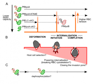 Actomyosin forces and the energetics of red blood cell invasion by the ...