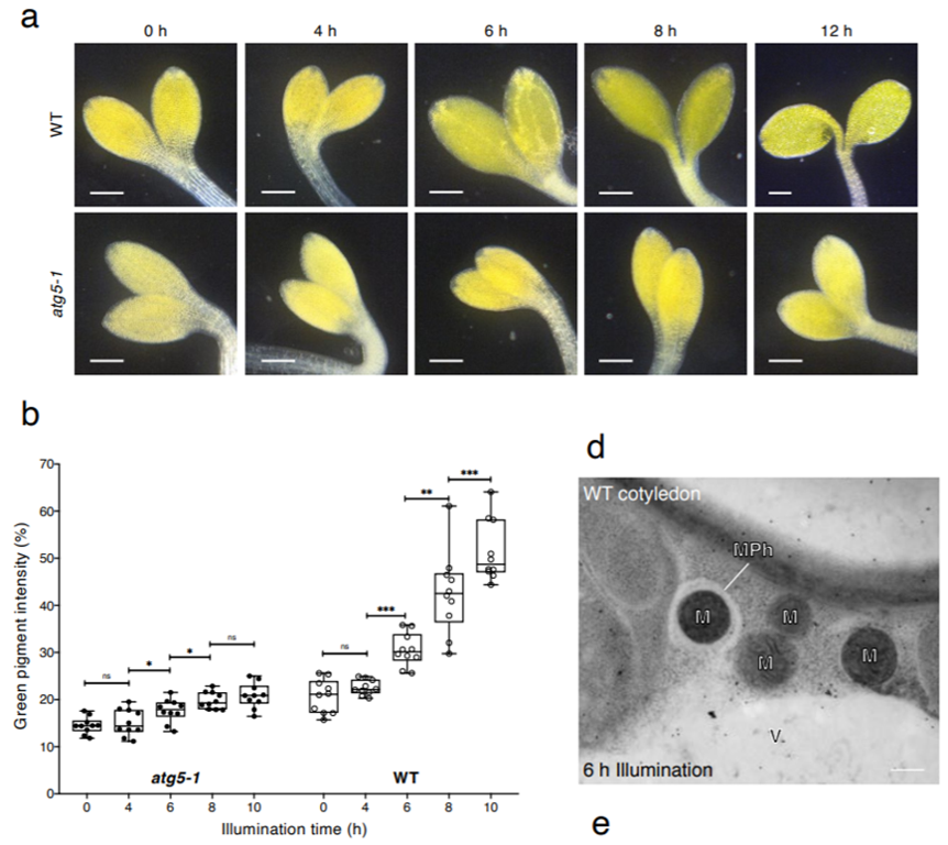 Friendly regulates membrane depolarization induced mitophagy in ...