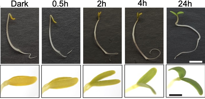 Upregulation and cell specificity of C4 genes are derived from ...