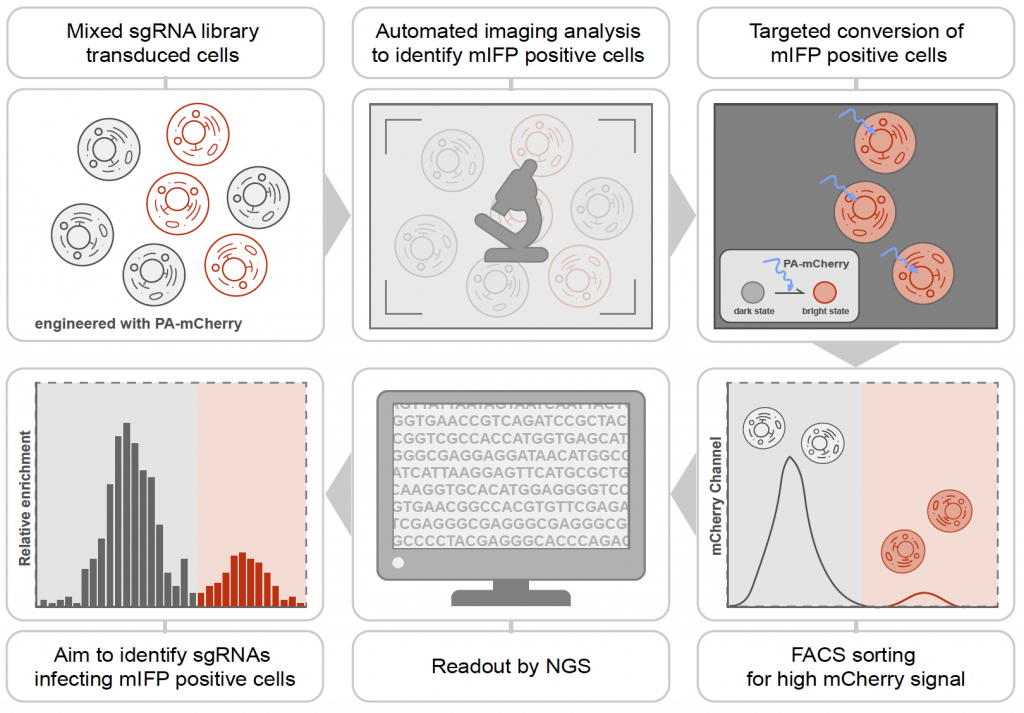 High-content Imaging-based Pooled CRISPR Screens in Mammalian Cells ...
