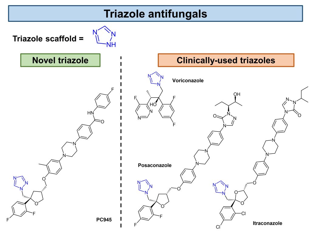 Antifungal effects of PC945, a novel inhaled triazole, on Candida ...