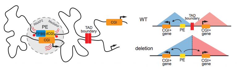 Orphan CpG islands boost the regulatory activity of poised enhancers ...