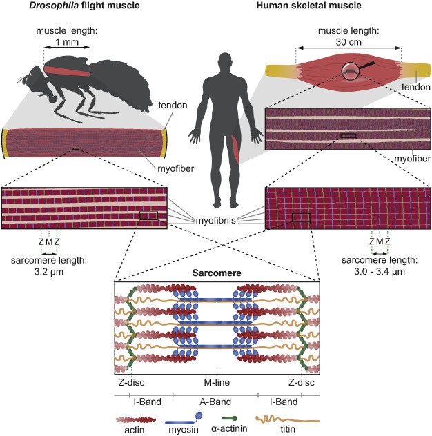Myofibril and mitochondria morphogenesis are coordinated by a ...