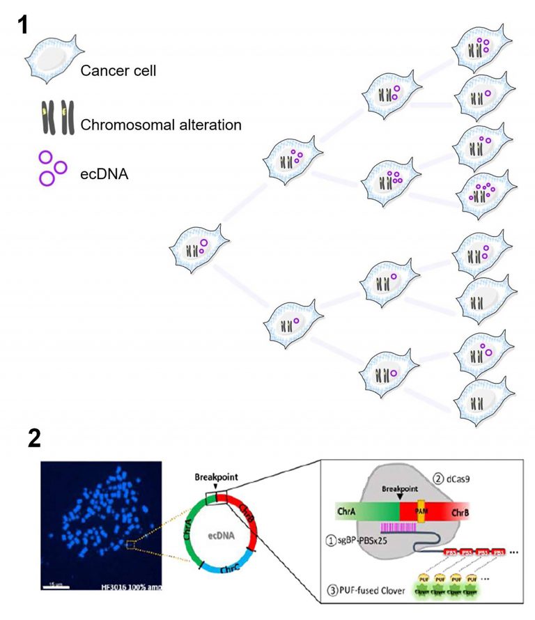 Live-cell imaging shows uneven segregation of extrachromosomal DNA ...