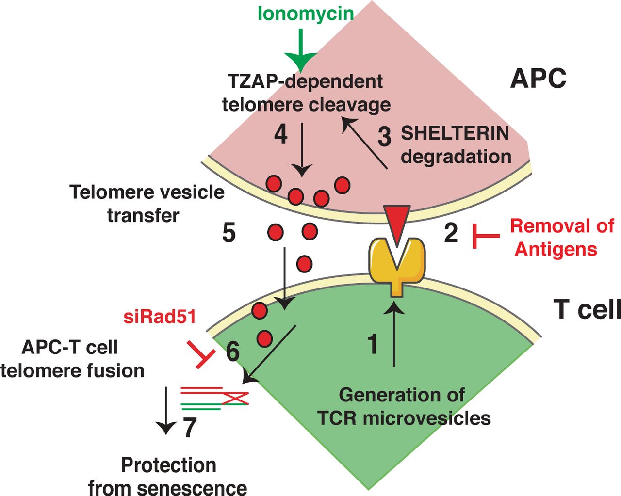 Intercellular telomere transfer extends T cell lifespan - preLights