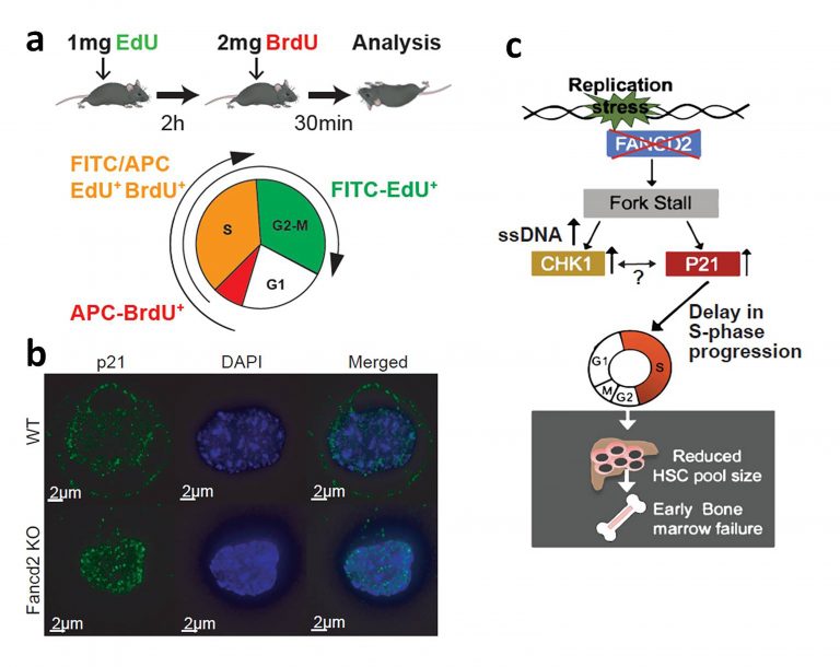 FANCD2 Alleviates Physiologic Replication Stress in Fetal Liver HSC ...