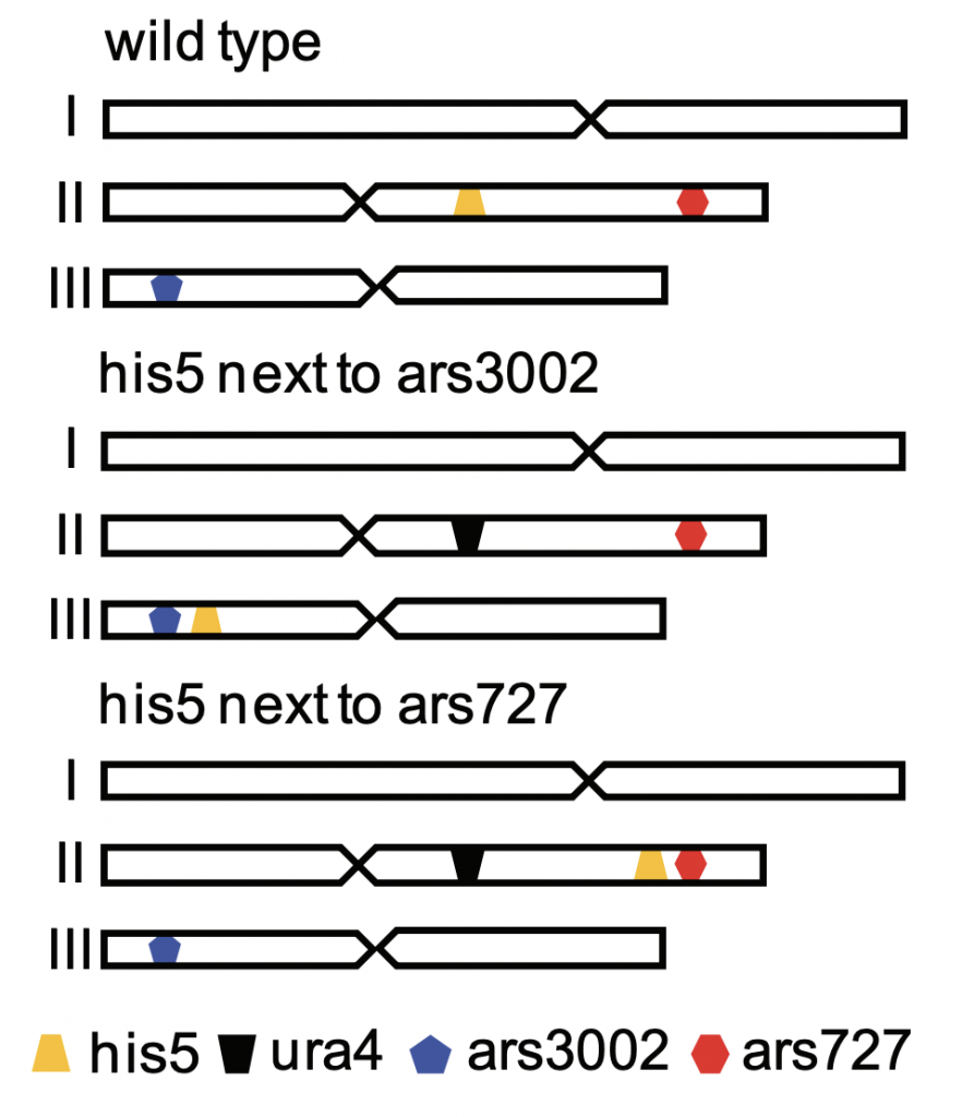 Aberrant replication licensing drives Copy Number Gains across species ...