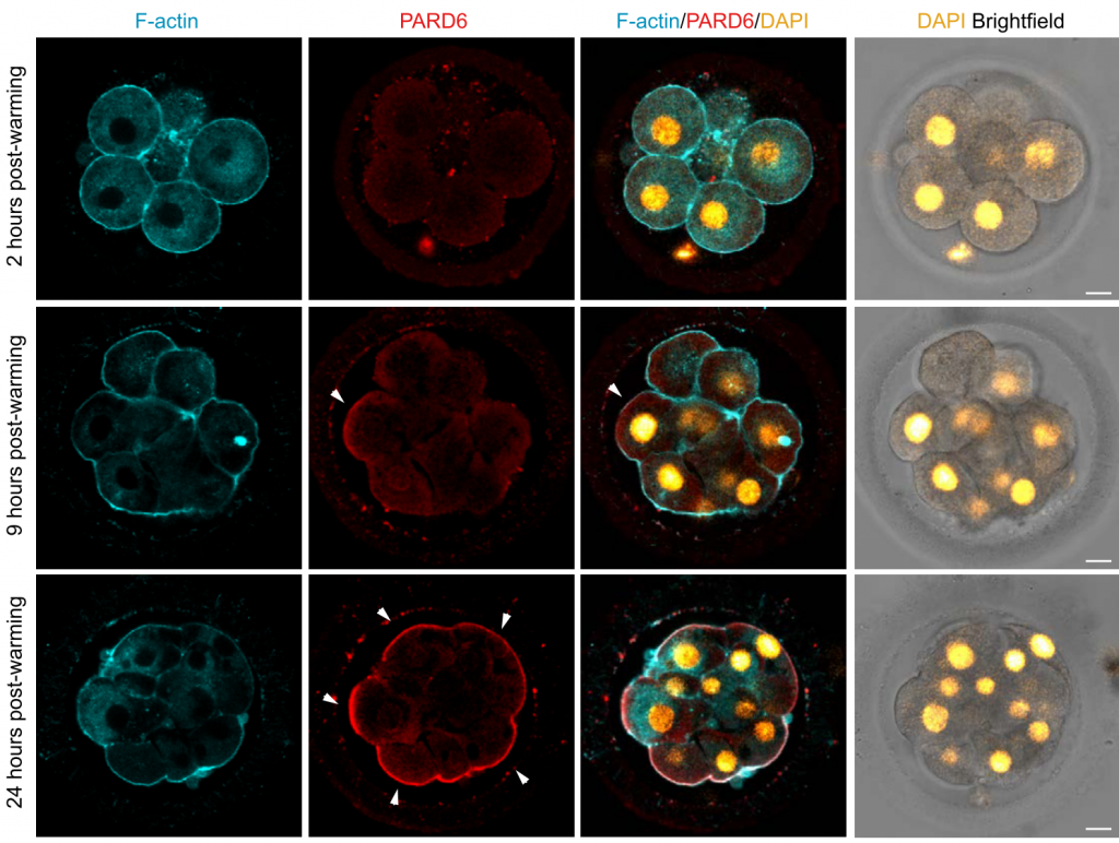 Mechanism of cell polarisation and first lineage segregation in the ...