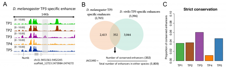 The hourglass model of evolutionary conservation during embryogenesis ...