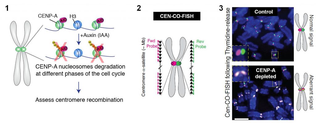 CENP-A chromatin prevents replication stress at centromeres to avoid ...