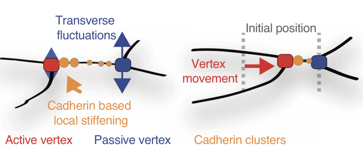 Mechanical heterogeneity along single cell-cell junctions is driven by ...