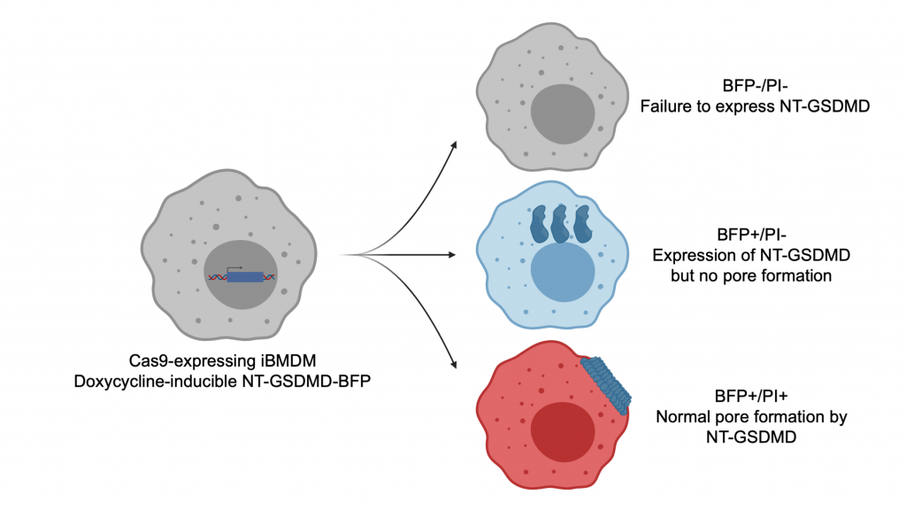 Downstream of gasdermin D cleavage, a Ragulator-Rag-mTORC1 pathway ...