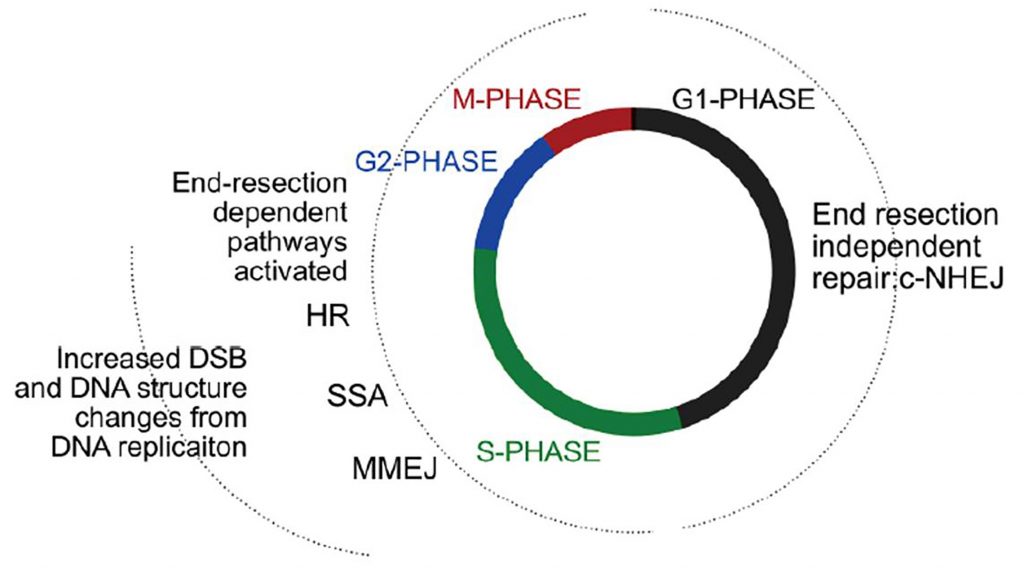 EccDNA formation is dependent on MMEJ, repressed by c-NHEJ pathway, and ...