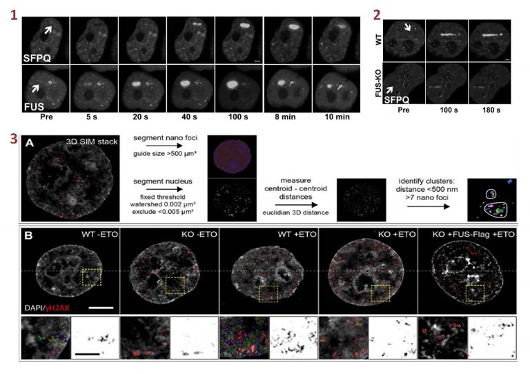 FUS-dependent liquid-liquid phase separation is an early event in ...