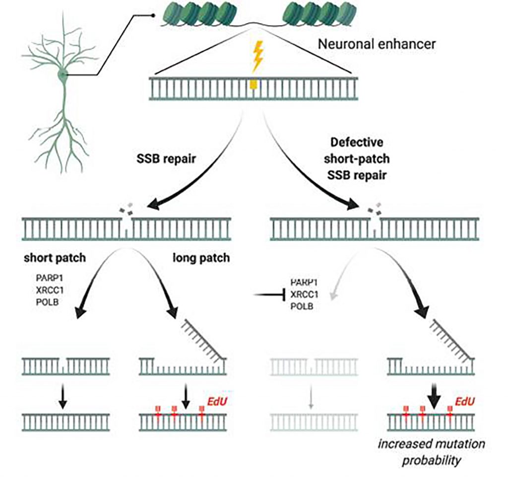 Neuronal Enhancers are Hotspots For DNA Single-Strand Break Repair - preLights