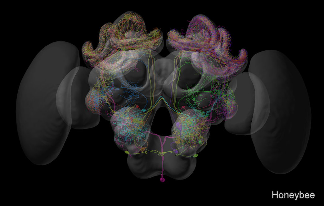 InsectBrainDatabase - A unified platform to manage, share, and archive ...