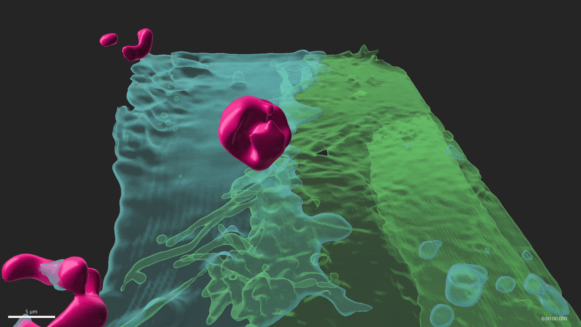 Diapedesis Animation