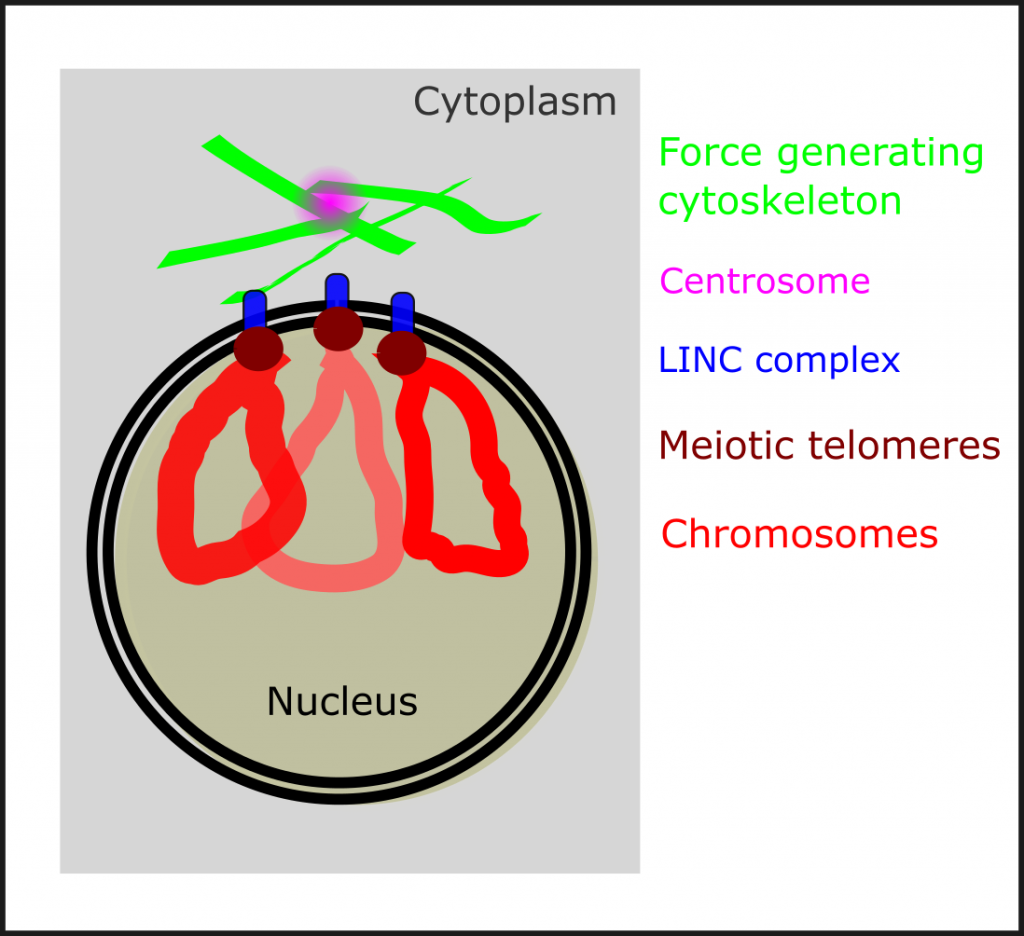 Ciliary control of meiotic chromosomal pairing mechanics and germ cell ...