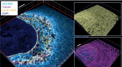 Visualizing cellular and tissue ultrastructure using Ten-fold Robust ...