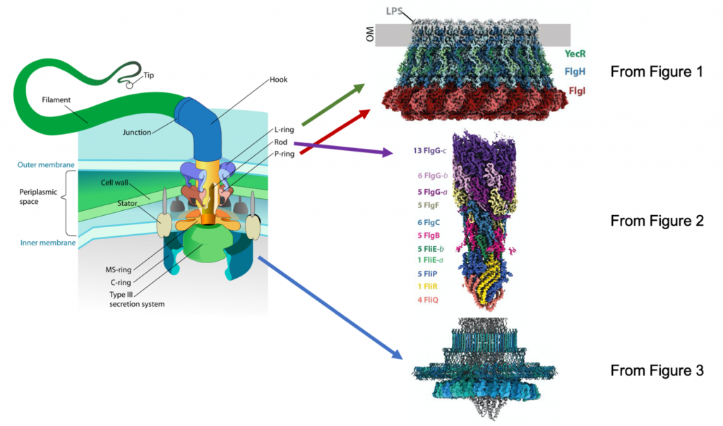 Molecular structure of the intact bacterial flagellar basal body ...