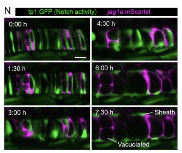 Strength of interactions in the Notch gene regulatory network determine ...