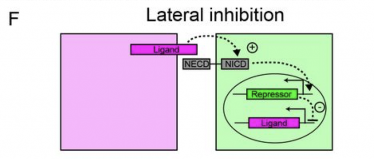 Strength of interactions in the Notch gene regulatory network determine ...
