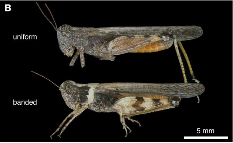 Ecological basis and genetic architecture of crypsis polymorphism in ...